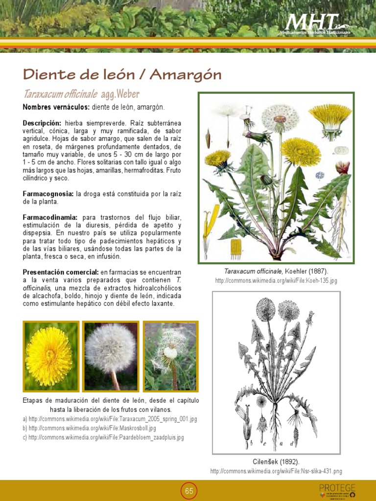 Diente de Leon | PDF | Plantas | Horticultura y jardinería