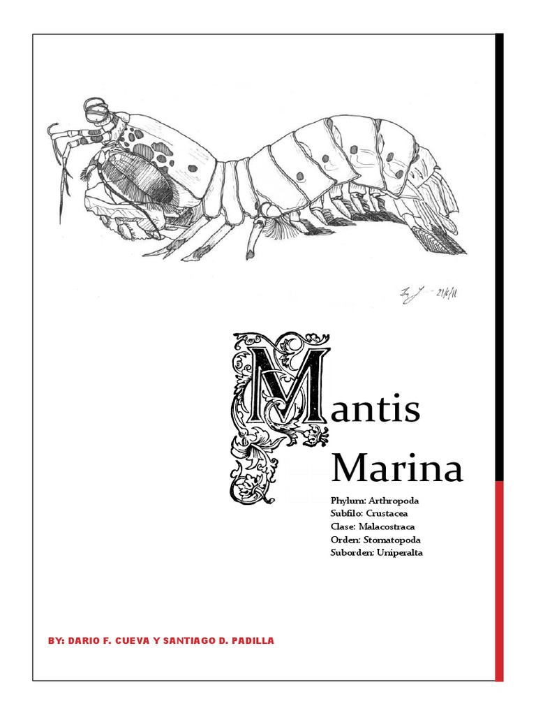 Mantis Marina PDF | PDF | Color | Organismos