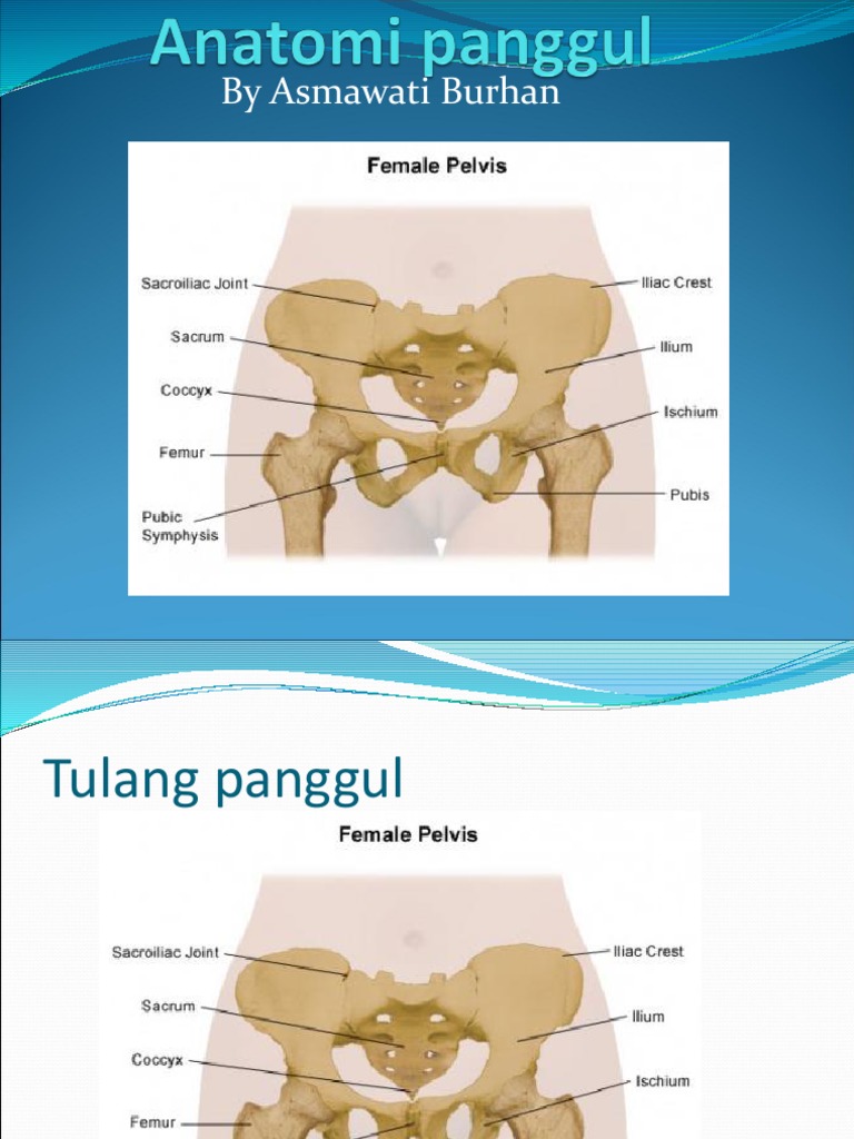 Judul: Karakteristik Tulang Panggul dan Bagian Lunaknya | PDF