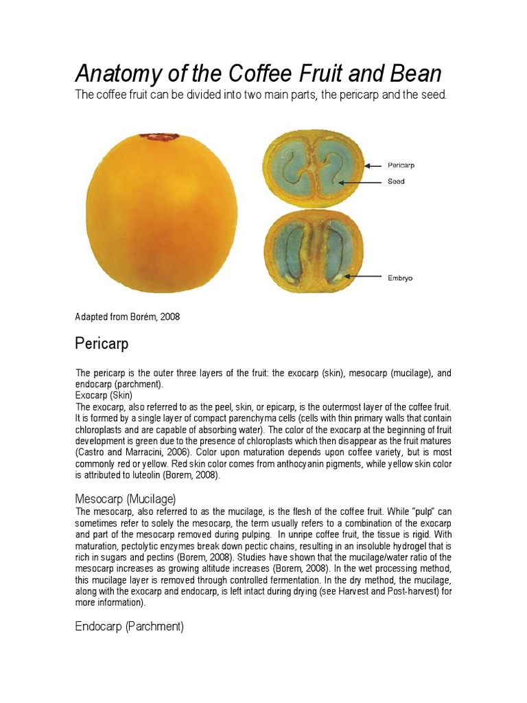 Anatomy of The Coffee Fruit and Bean | PDF | Seed | Organisms