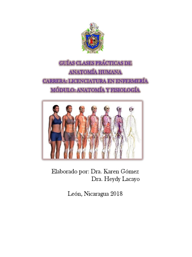 Guia De Anatomia Humana 2018 Pdf Pdf Vena Articulación