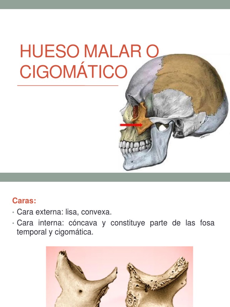 Hueso Malar o Cigomático | PDF
