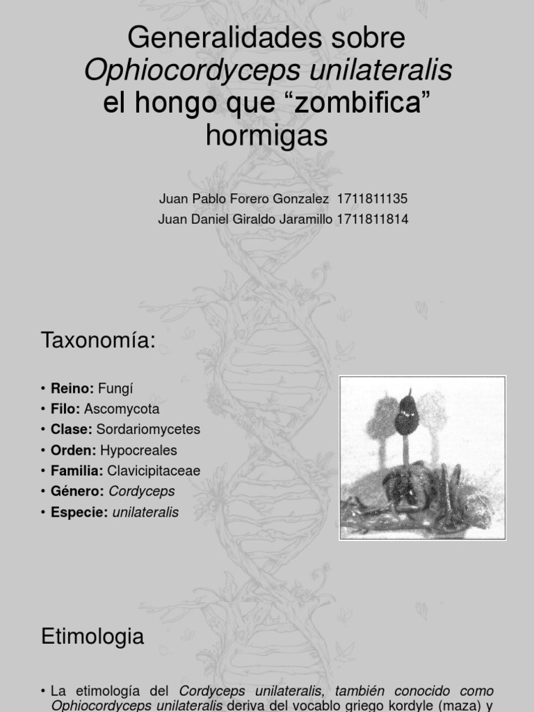 Ophiocordyceps unilateralis: Hongo Zombificador | PDF | Hongo | Hormiga