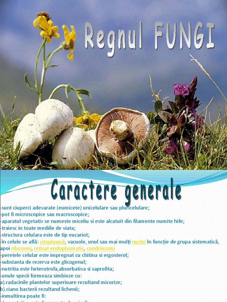 Regnul Fungi | PDF