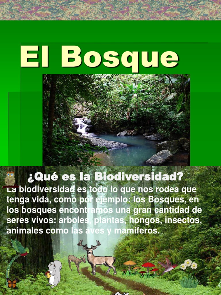 Importancia y Protección de los Bosques | PDF | Deforestación | Los bosques