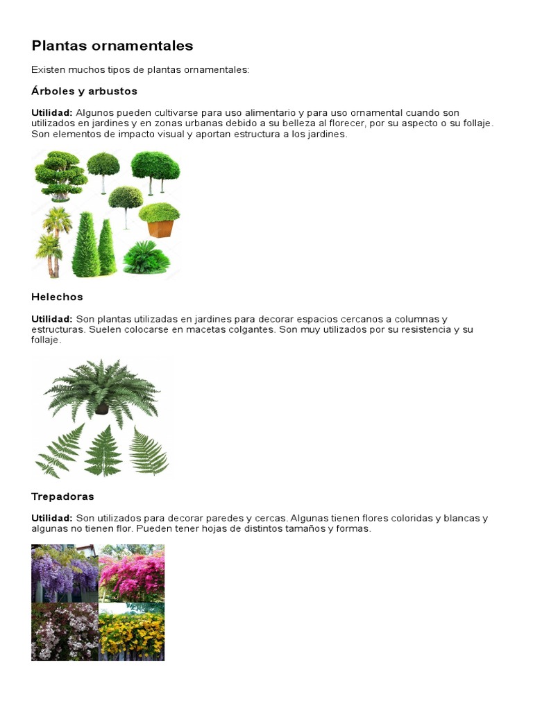 Plantas Ornamentales, Medicinales, Textiles, Maderables | Algodón | Plantas