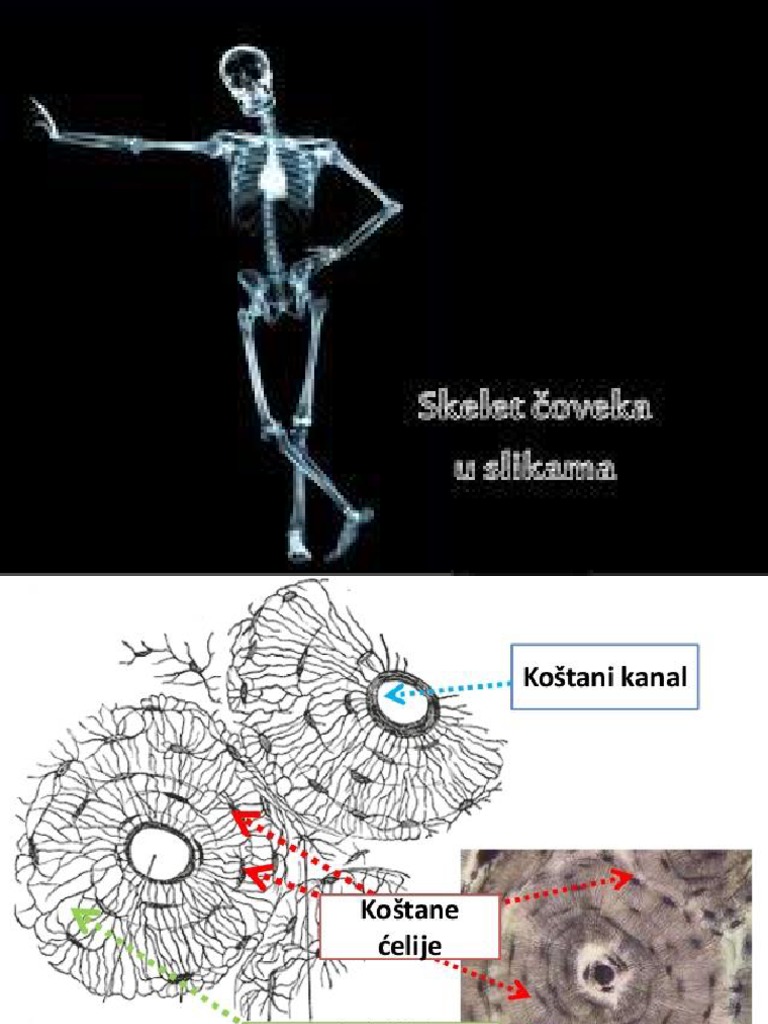 Skeletni Sistem Coveka | PDF