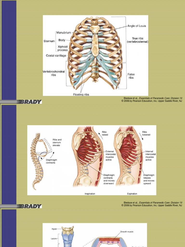 Pulmonary Traumatology | PDF | Aorta | Thorax (Human Anatomy)
