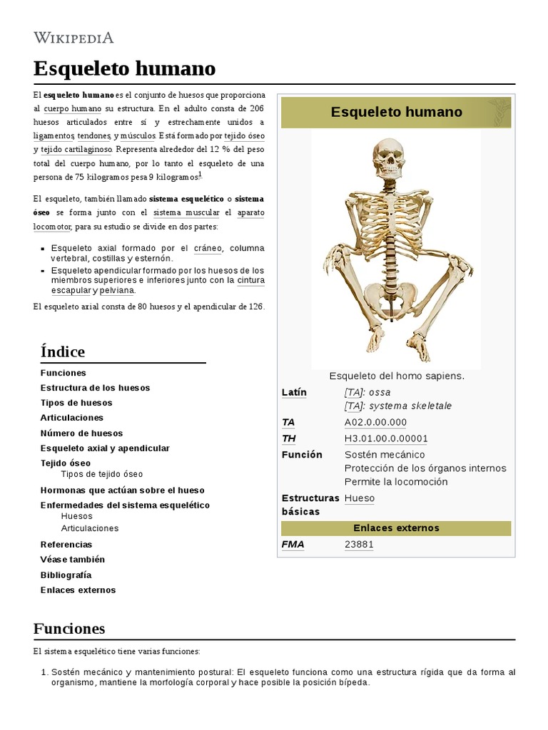 Esqueleto Humano | PDF | Hueso | Anatomía humana