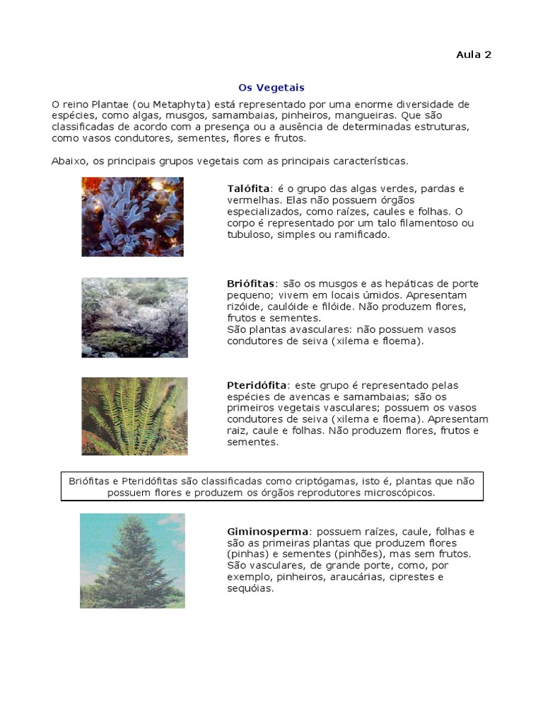 Os Principais Grupos De Vegetais Características E Ciclos Reprodutivos 0868