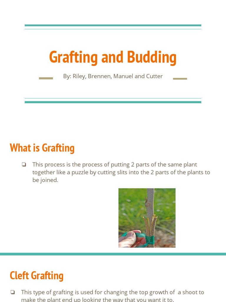 Grafting and Budding - Student Example 1 | PDF | Grafting | Landscape ...