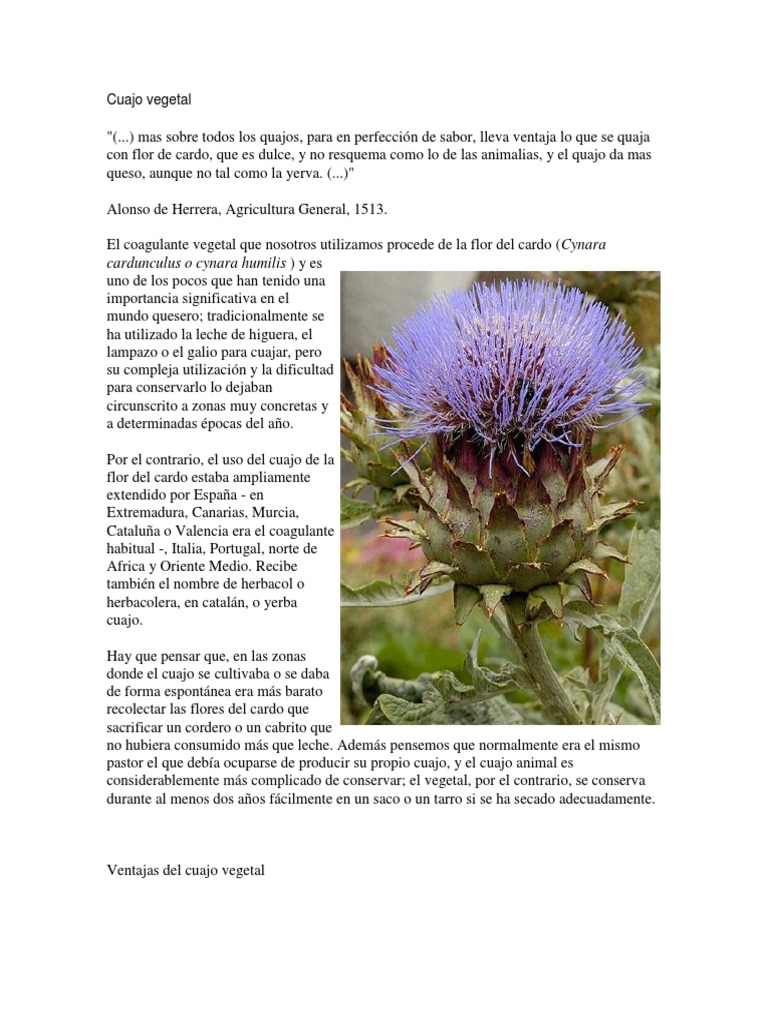 Cuajo Vegetal | PDF | Queso | Comida y bebida