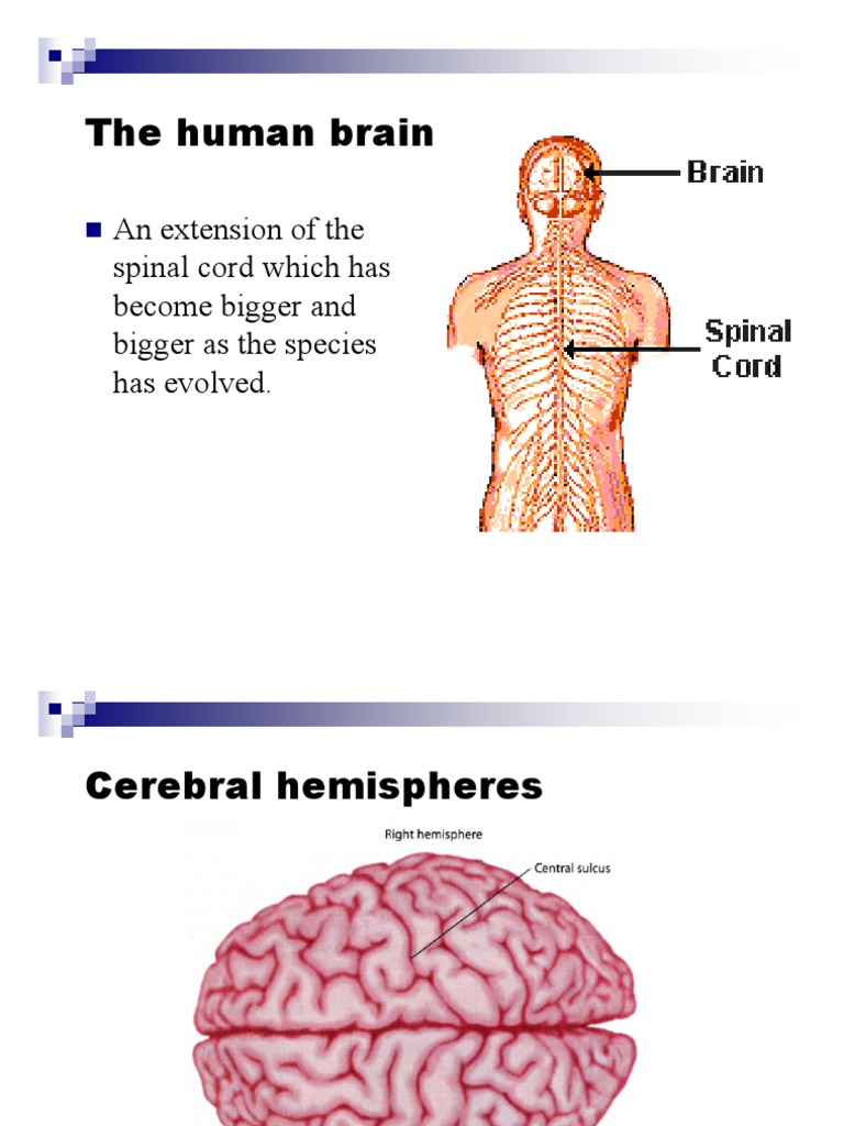 03 Brain Basics | PDF | Cerebral Cortex | Neuron
