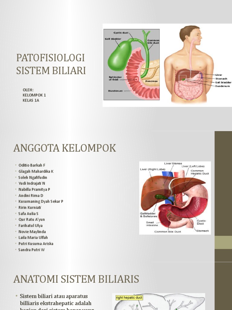 Patofisiologi Sistem Biliari | PDF | Sains & Matematika