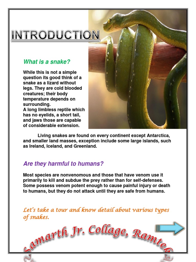 Snakes: Classification and Facts | PDF | Young Adult