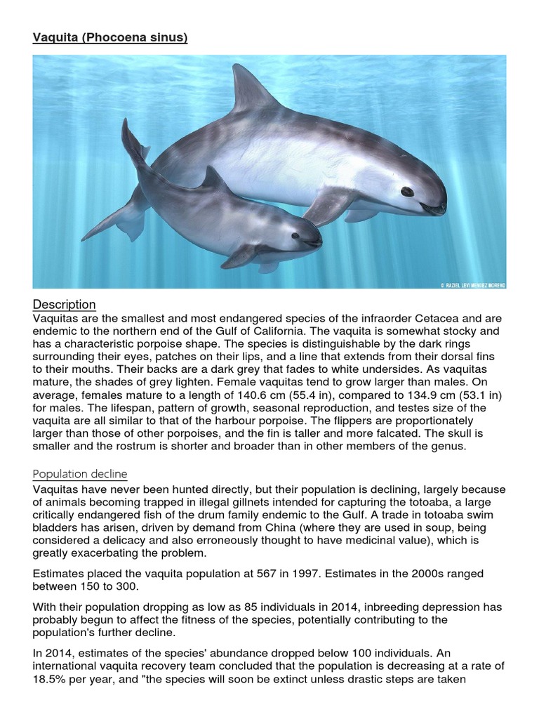 Vaquita (Phocoena Sinus) : Description | PDF | Conservation | Nature