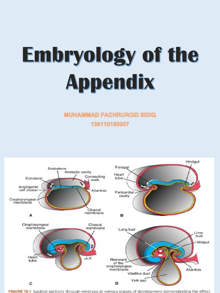 Embryology of The Appendix | PDF