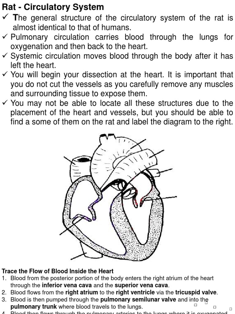 Rat Circulatory System Overview | PDF | Aorta | Circulatory System
