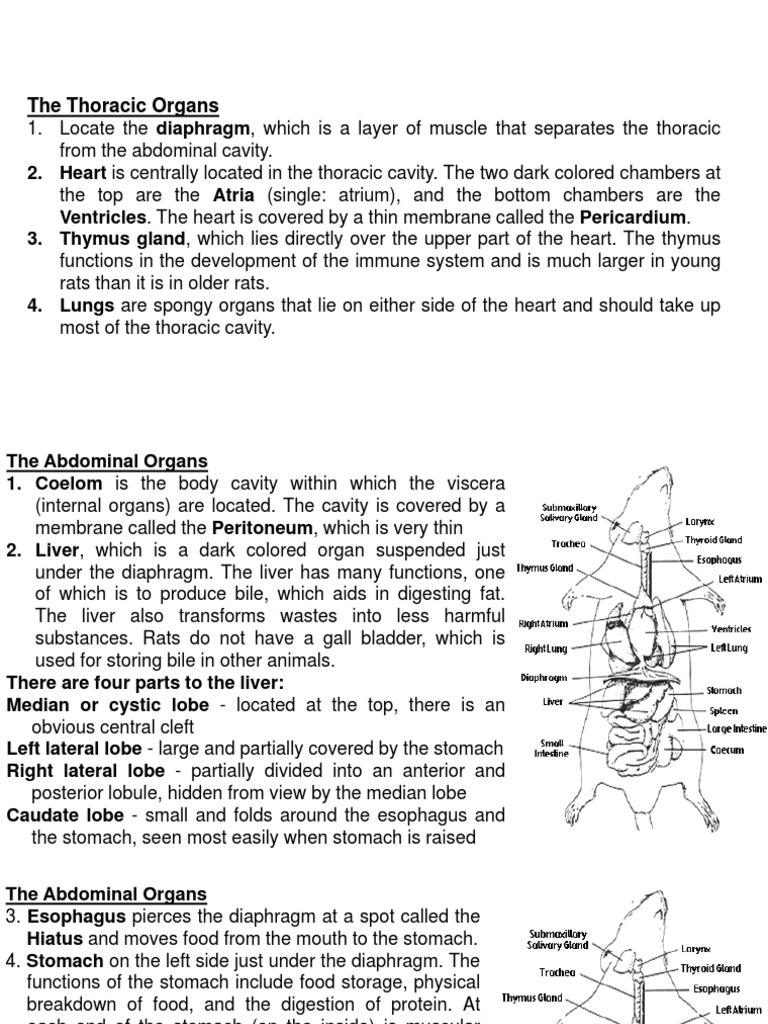 Rat Digestive System | PDF | Large Intestine | Stomach