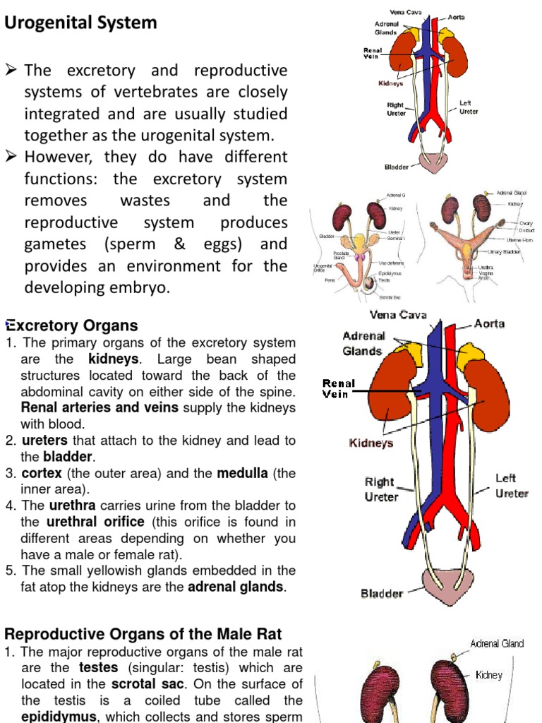 Rat Urinary and Reproductive System | PDF