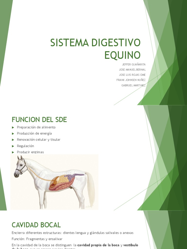 SISTEMA DIGESTIVO EQUINO (1).pptx | Estómago | Anatomia animal