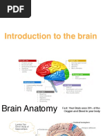 Brain Bee Study Questions | PDF | Stimulus (Physiology) | Neurotransmitter