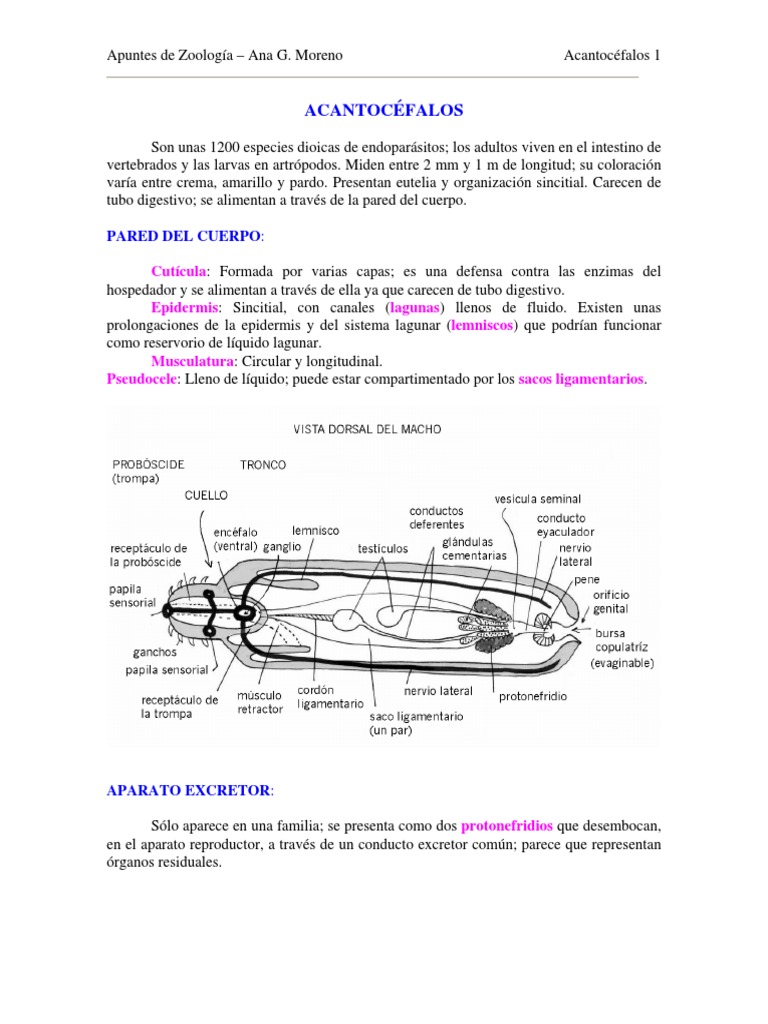 ACANTOCEFALOS | PDF | Zoología | Anatomia animal