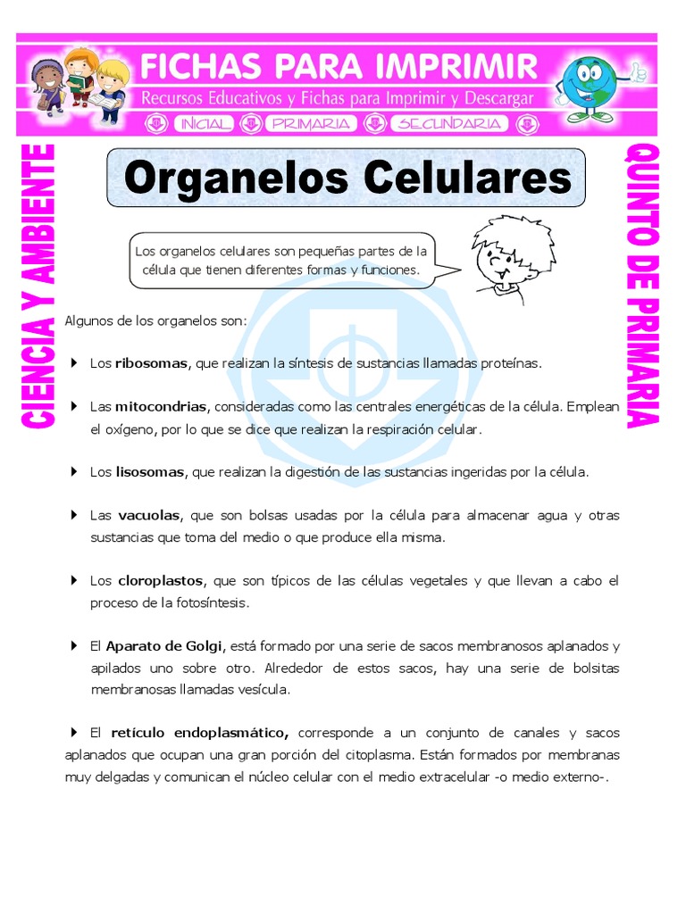 Hoja De Trabajo Con Claves Sobre Los Organelos Celulares