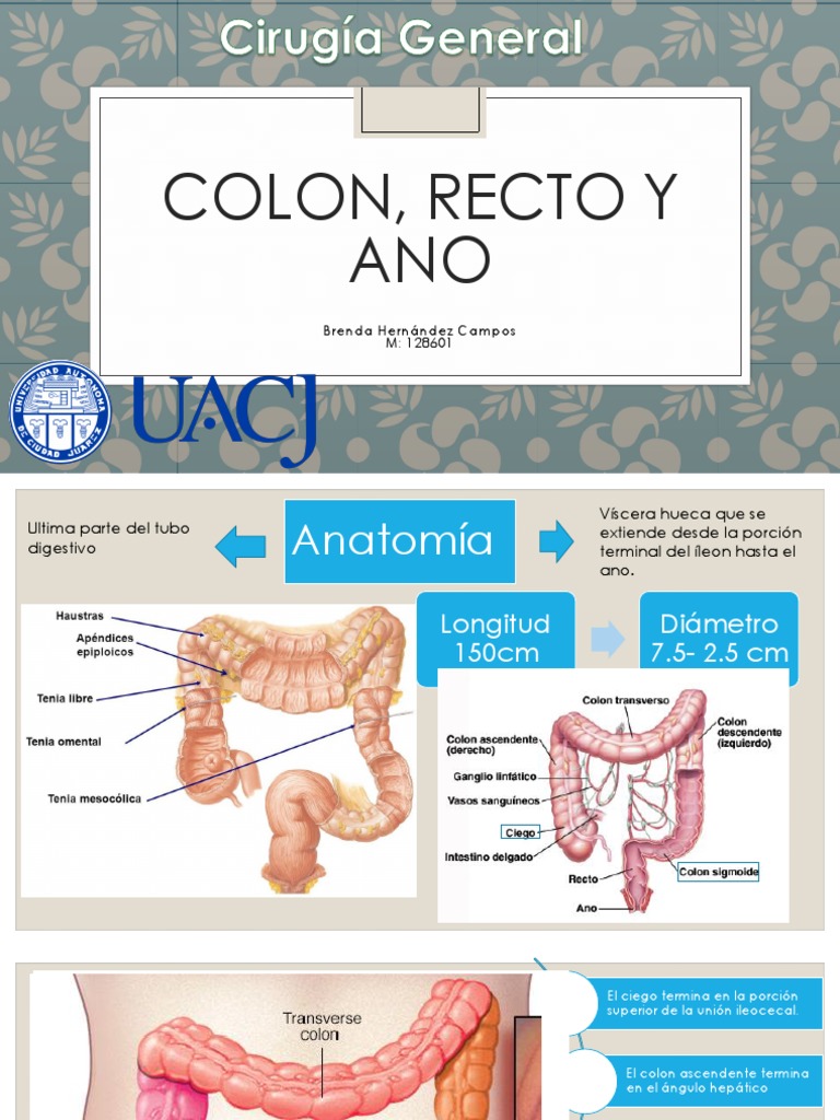 Anatomía y cirugía del colon y apéndice | PDF | Enfermedad de Crohn ...