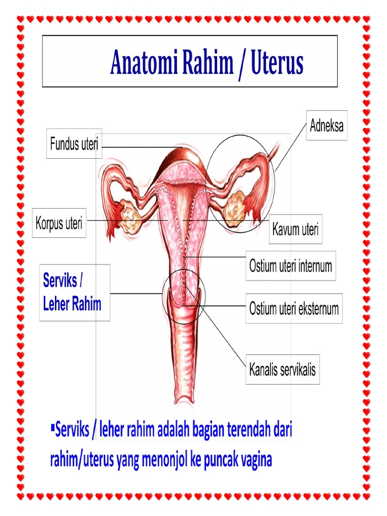 Anatomi Rahim | PDF