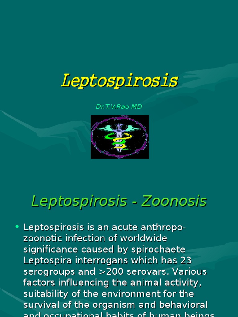 Leptospirosis | PDF | Immunology | Epidemiology