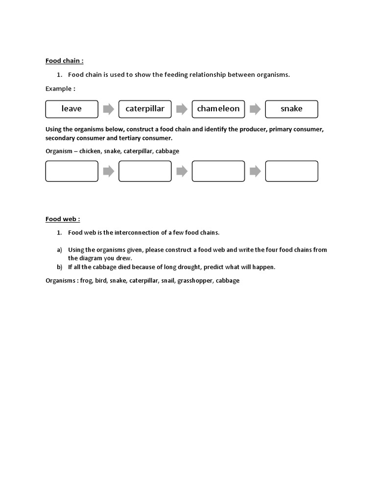 Food Chain and Food Web | PDF