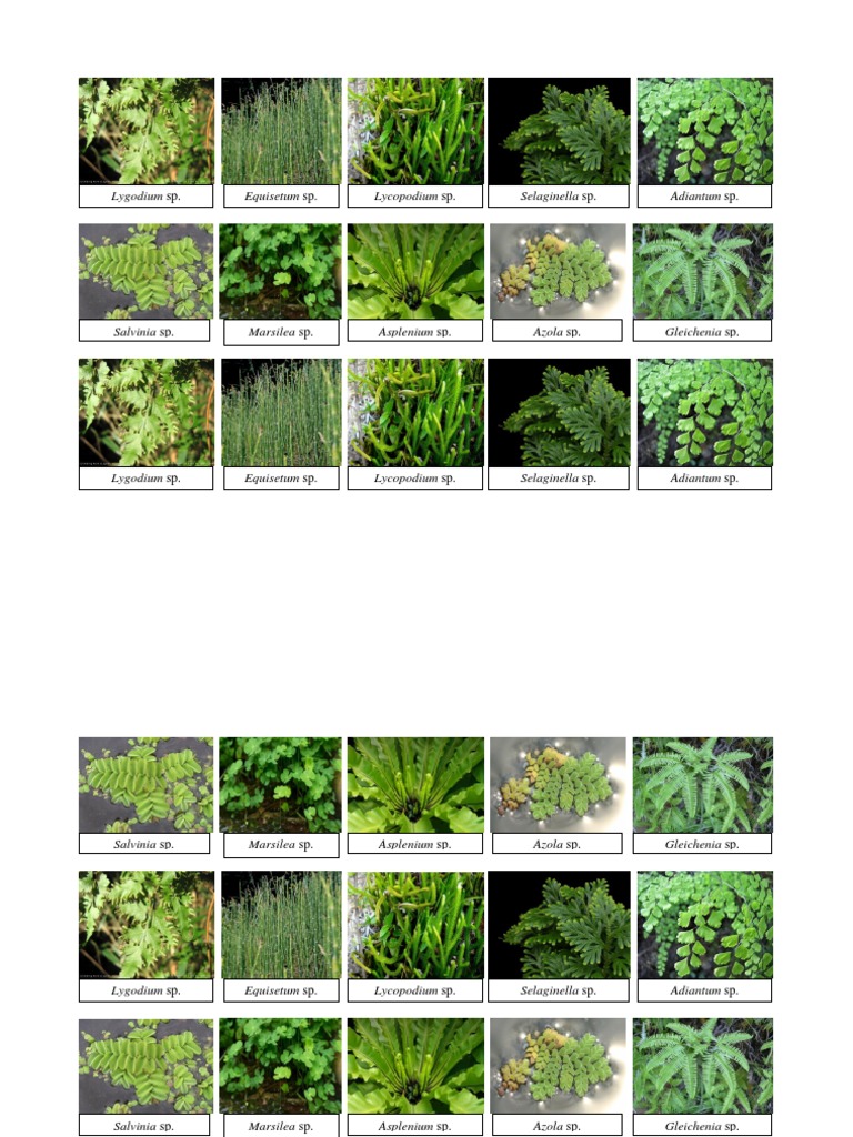 Lygodium Sp. Equisetum Sp. Lycopodium Sp. Selaginella Sp. Adiantum SP | PDF