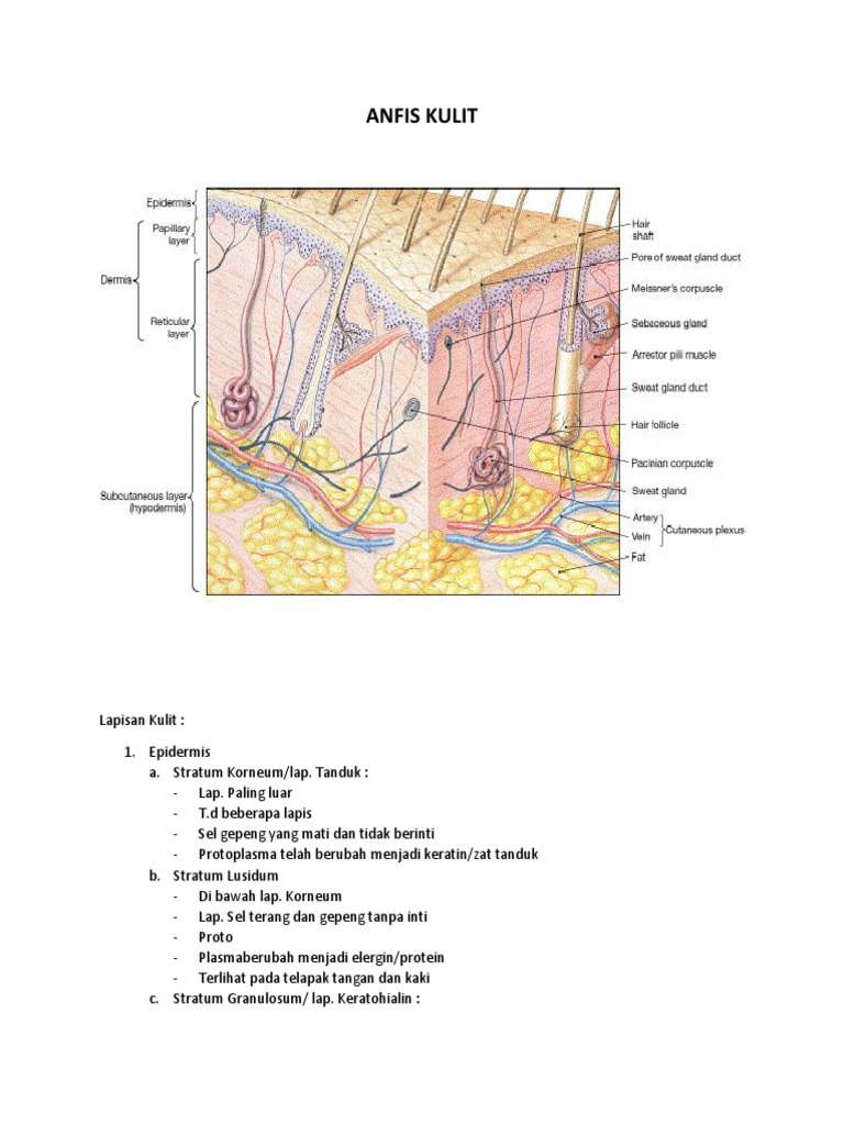 Anfis Kulit | PDF