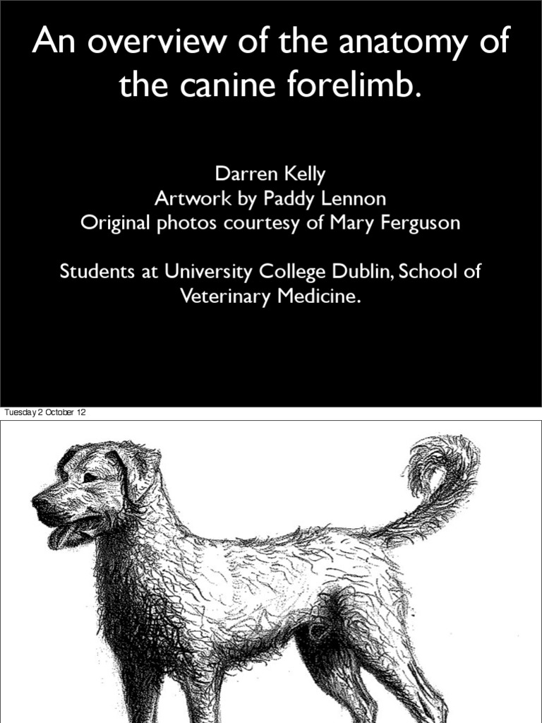 Canine Forelimb Anatomy Overview | PDF | Shoulder | Limbs (Anatomy)