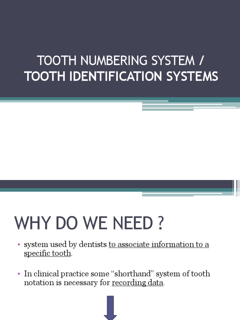 Tooth Numbering System | PDF | Dental Anatomy | Animal Anatomy