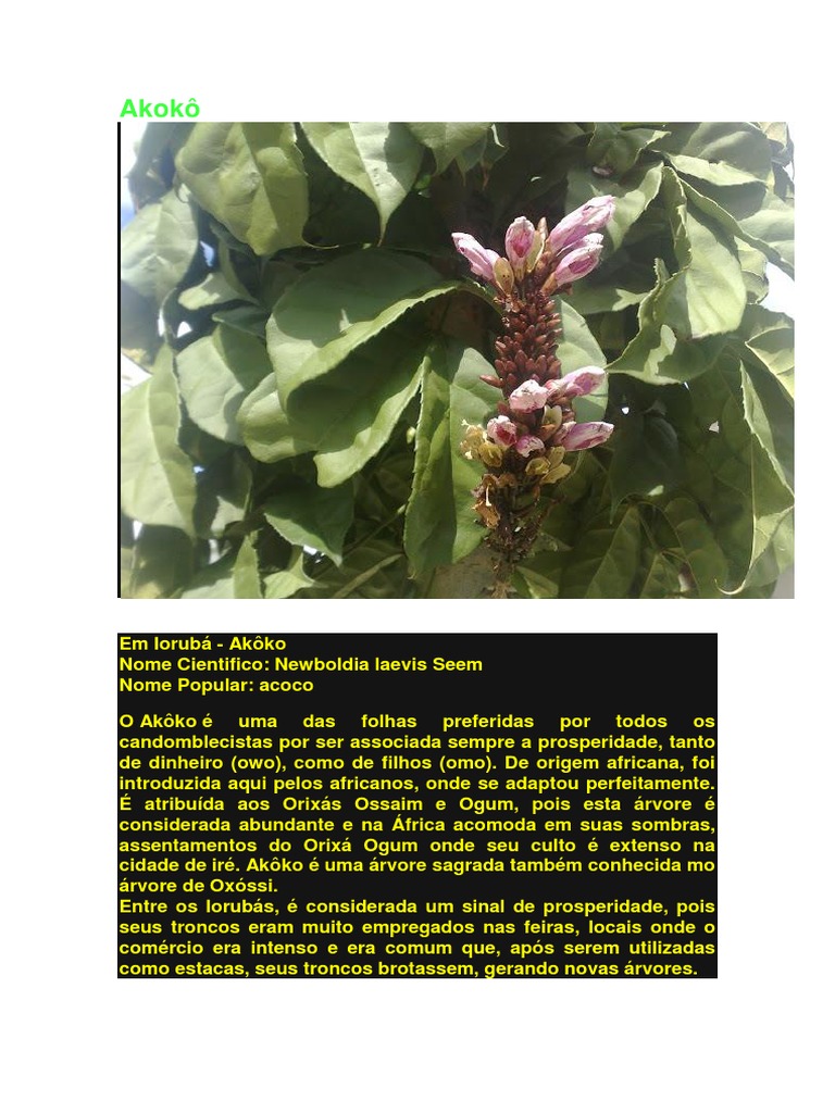 Akokô | PDF | Religião e crença