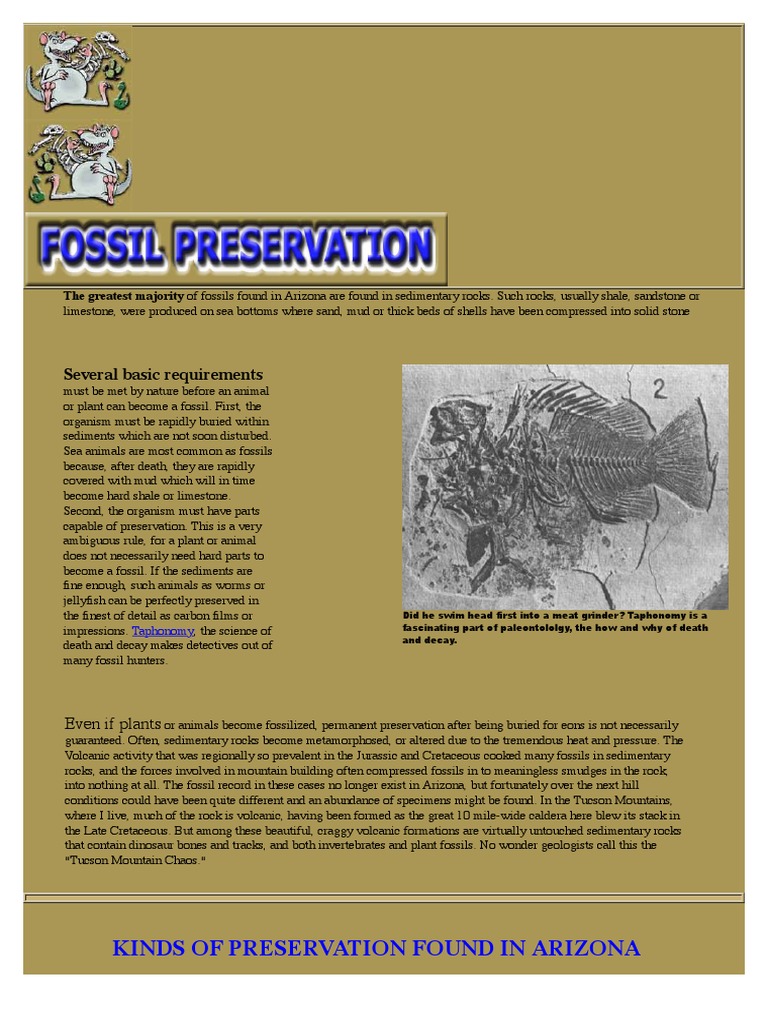Fossil Preservation | PDF | Amber | Fossil