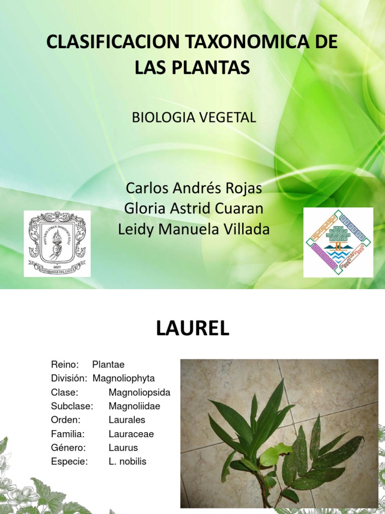 Estequio Soluciones y Redox | PDF | Botánica | Plantas