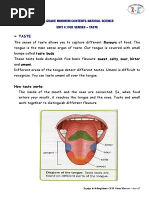 Tongue Diagram Umami