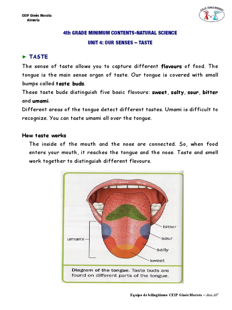 Unit 4 Taste PDF | Download Free PDF | Umami | Taste