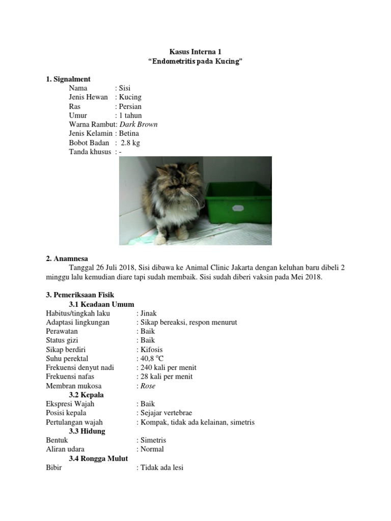 Endometritis Kucing | PDF