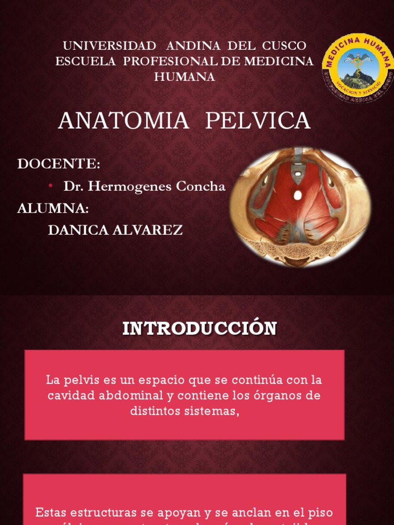 Anatomia De Pelvis Pdf Pelvis Vagina