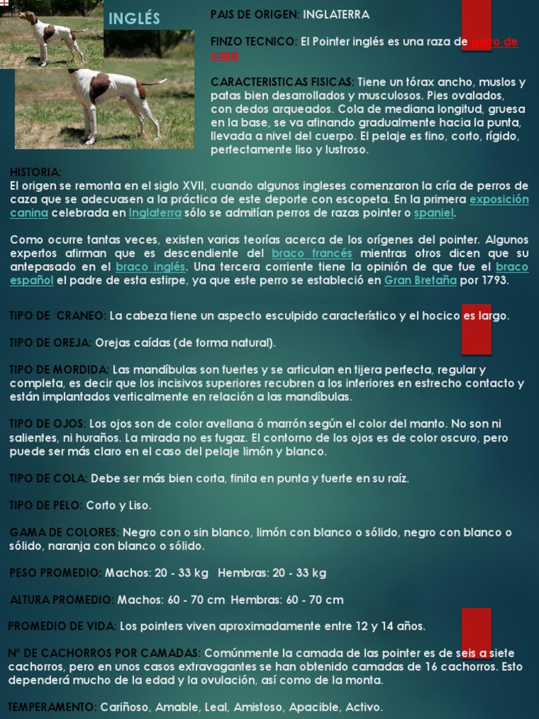 Raza de Perros de Muestra | PDF | Tipos de perros | Perros