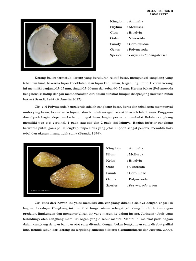 Polymesoda Bengalensis Dan Polymesoda Erosa | PDF