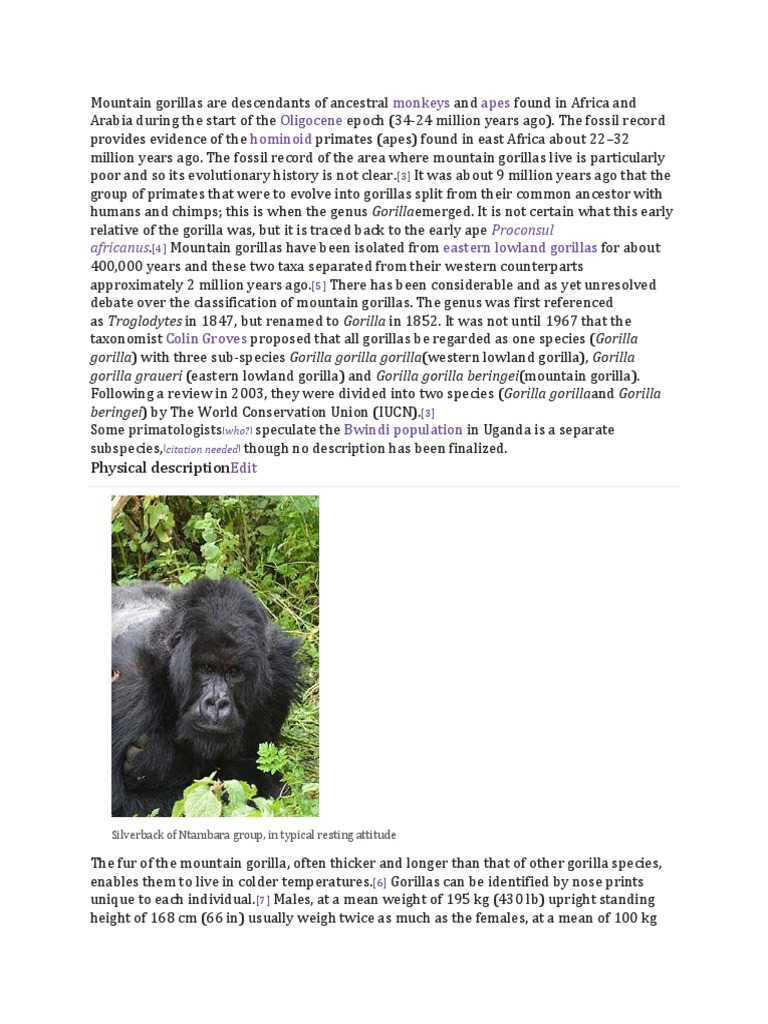 Monkeys Apes Oligocene Hominoid: Proconsul Africanus | PDF | Gorilla | Ape