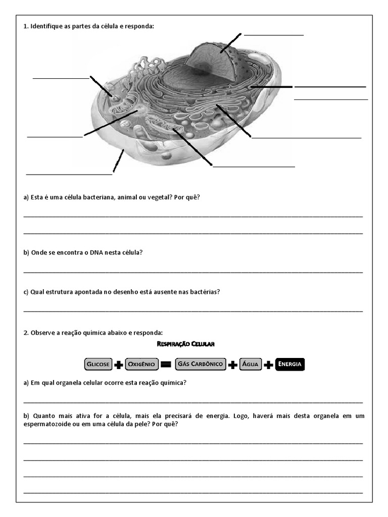 Partes Da Celula | PDF