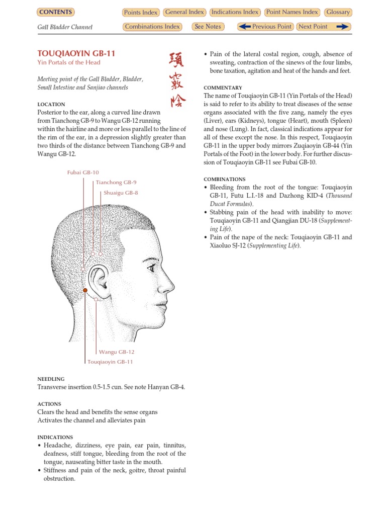 Touqiaoyin Gb-11: Yin Portals of The Head | PDF | Anatomy | Animal Anatomy