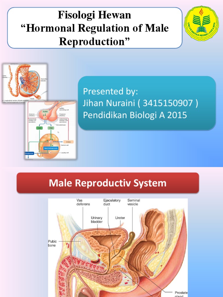 Pengaturan Hormon Terhadap Reproduksi Pria | PDF