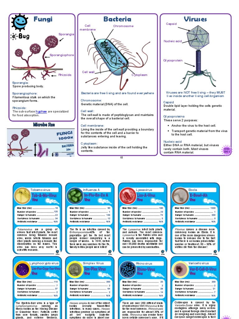 Bacteria Fungi Viruses: Chromosome Cell Membrane Capsid | PDF | Virus ...